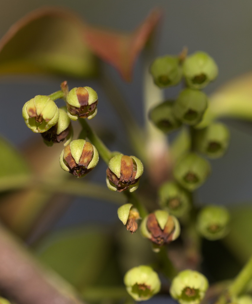 Chinese Elaeocarpus (Elaeocarpus chinensis) - Botanical Realm