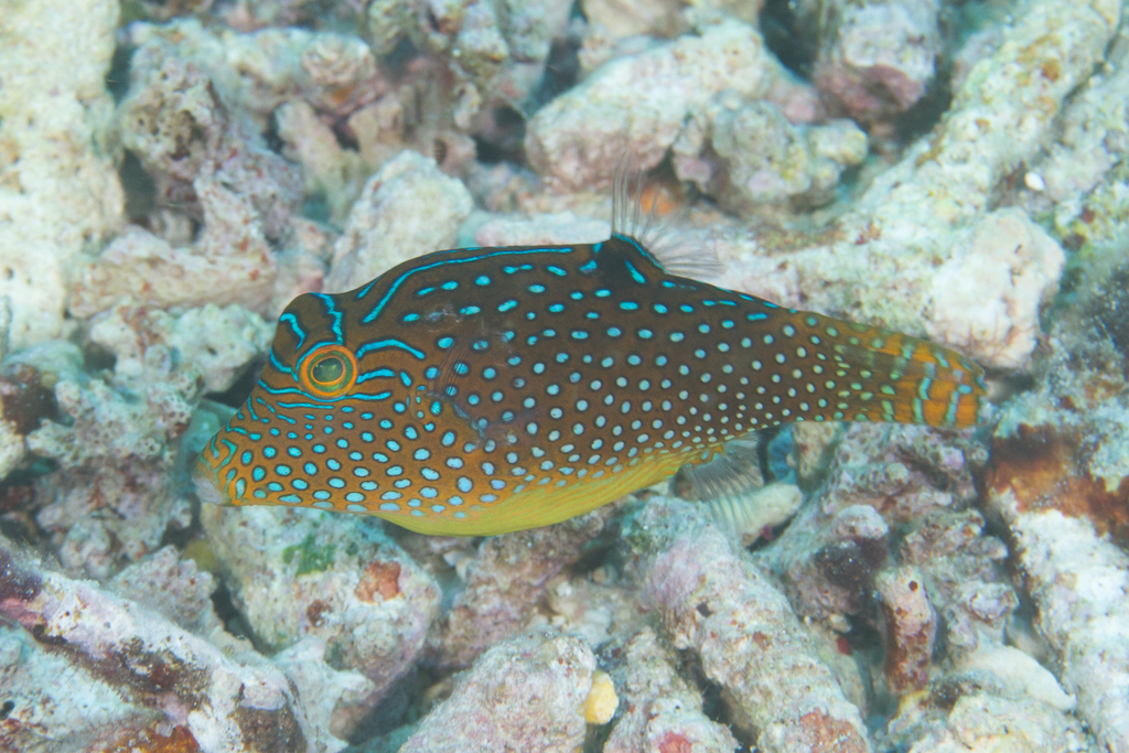 Spotted Toby (Canthigaster solandri) - Marine Life Identification