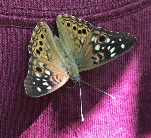 Observations by melody2a · iNaturalist