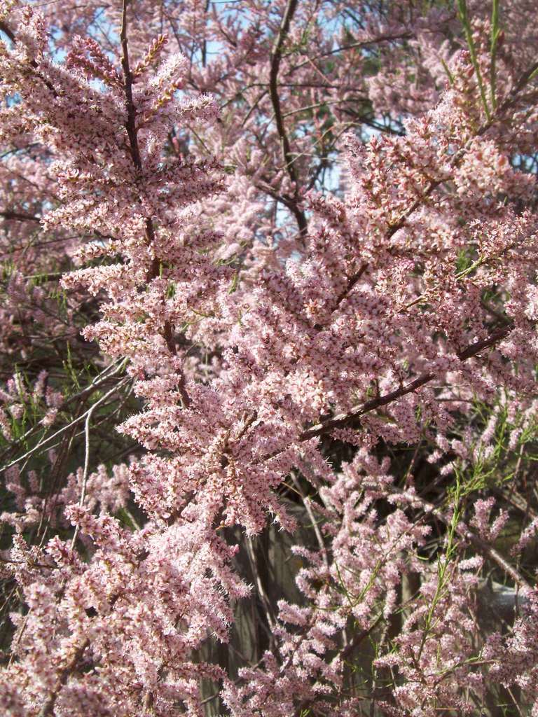 African Tamarisk (Invasive Species of Texas) · iNaturalist