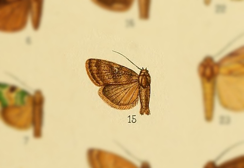 Hadjina cinerea · iNaturalist