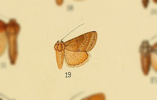 Hadjina poliastis · NaturaLista Colombia