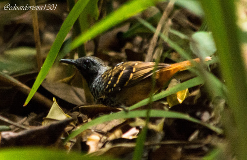 Scalloped Antbird (Myrmoderus ruficauda) · iNaturalist