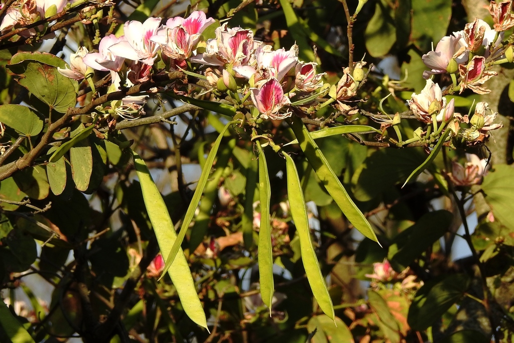 Orchid tree (Bauhinia variegata) - Botanical Realm