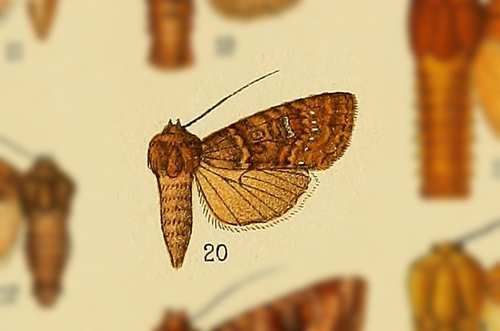 Loxopamea butleri · iNaturalist Ecuador