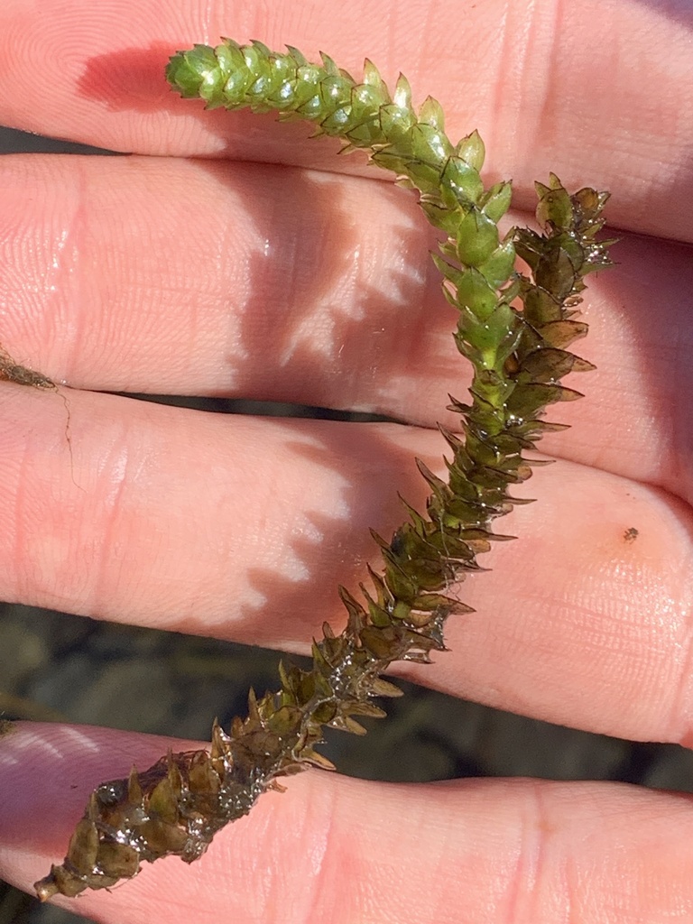 common waterweed (ADIRONDACK RESEARCH GUIDEBOOK) · iNaturalist