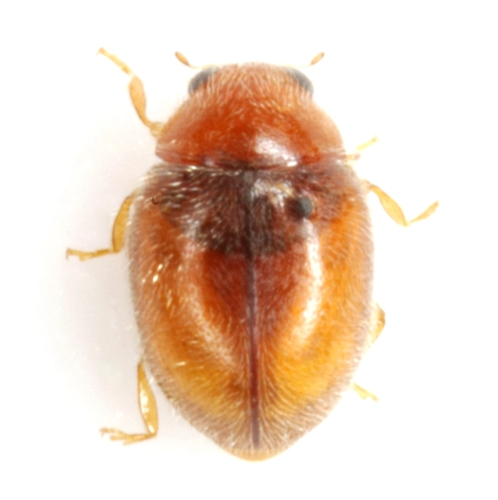 Genus Nephus · iNaturalist