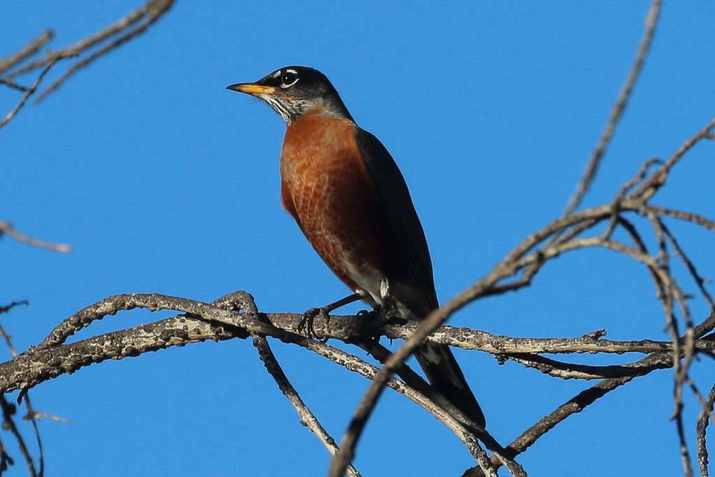 American Robin from Veterans Memorial Community Regional Park, Sylmar ...