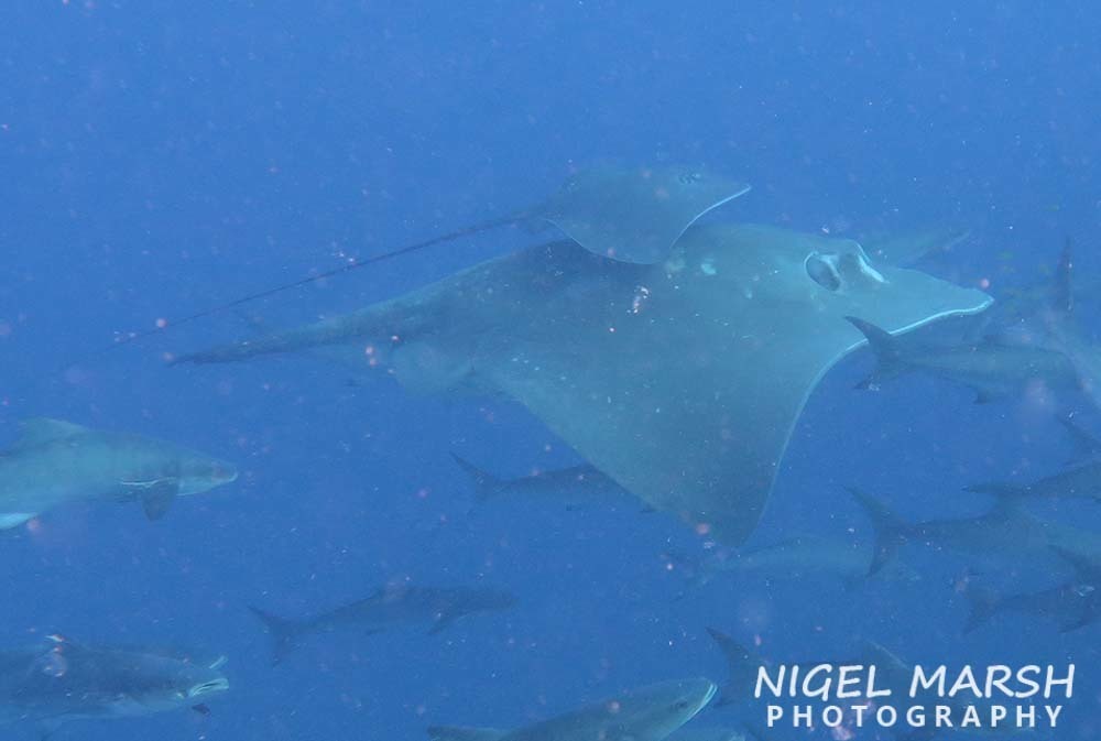 Smalleye Stingray from Townsville, QLD, Australia on May 9, 2015 at 08: ...