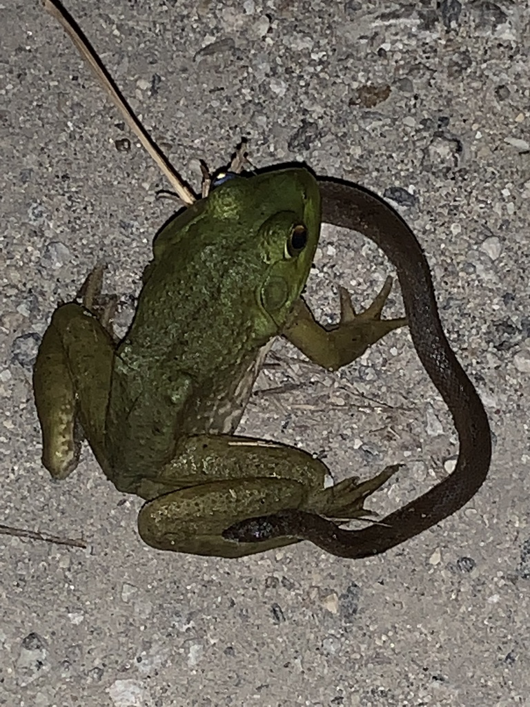 American Bullfrog from Old Lockhart Hwy, Austin, TX, US on October 26 ...