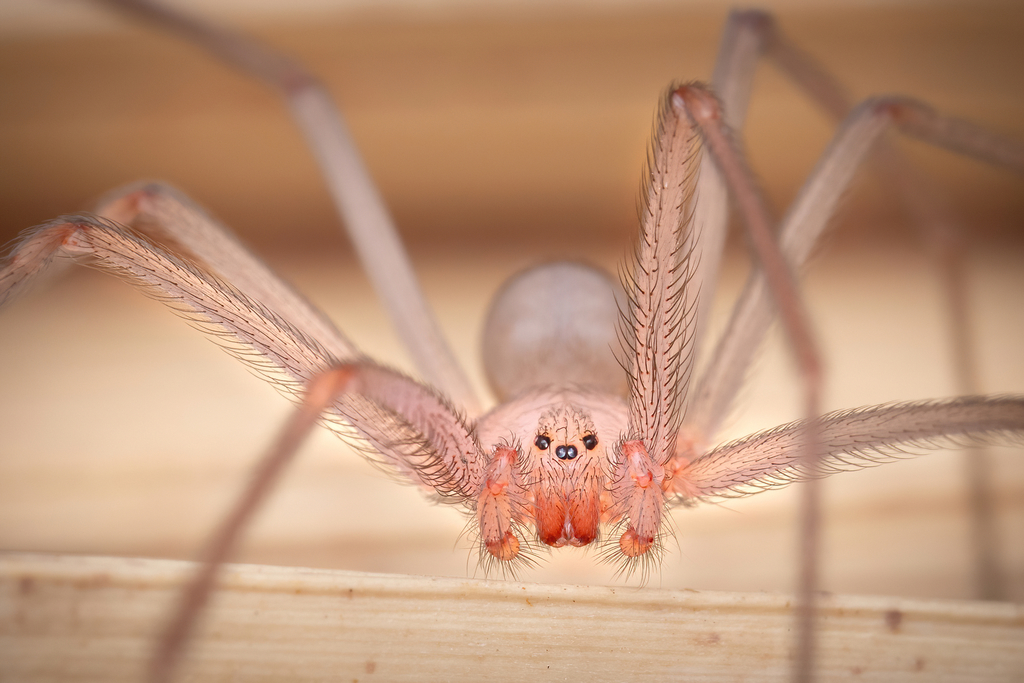 Desert Recluse from San Diego County, CA, USA on October 23, 2021 at 01 ...