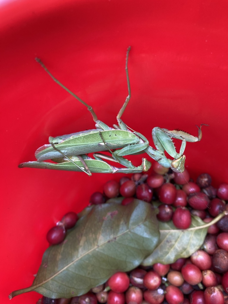Giant Asian Mantis from 陽明山國家公園, TW on October 28, 2021 at 03:20 PM by ...