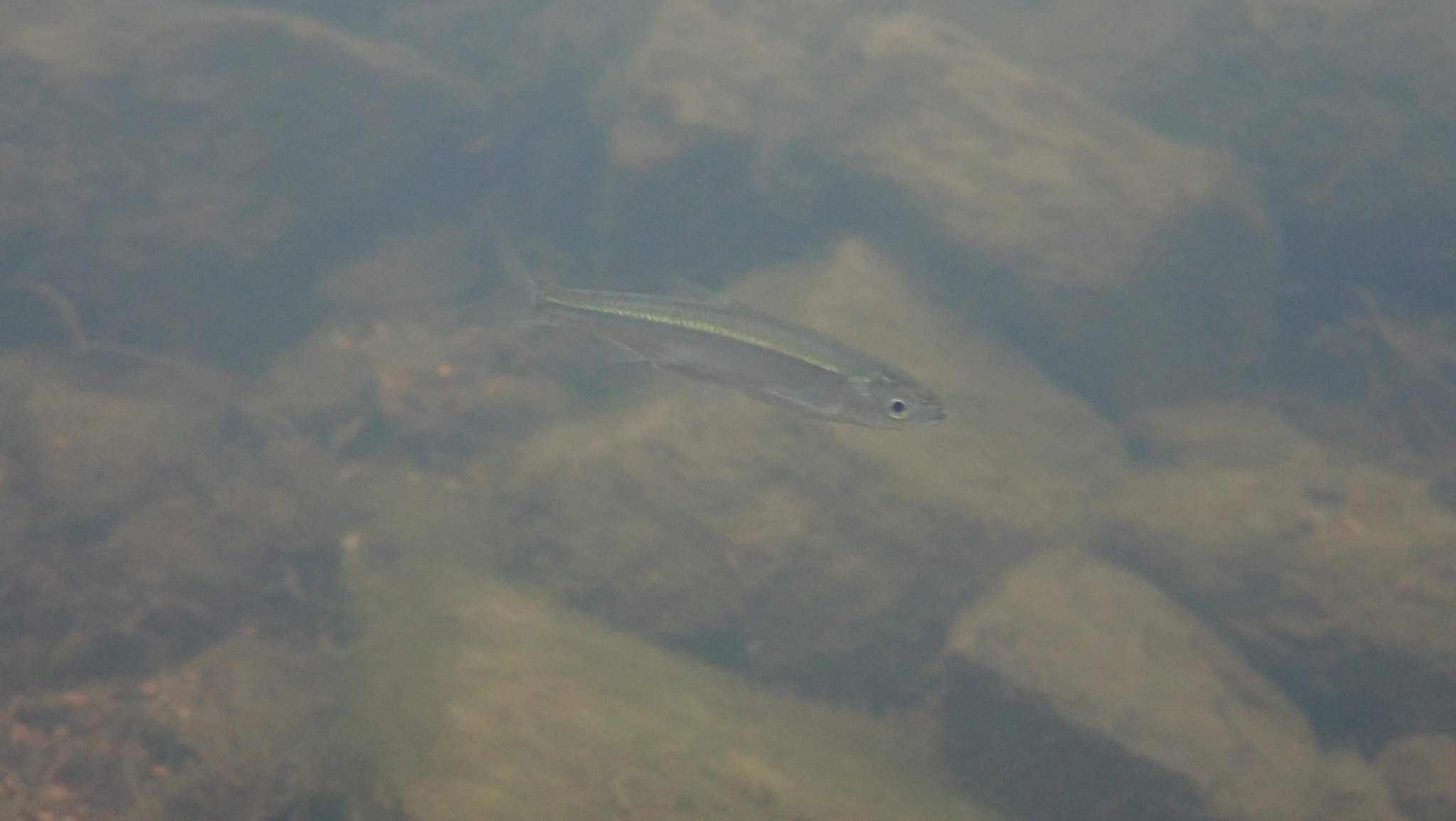 Hemiculter leucisculus (Basilewsky, 1855)