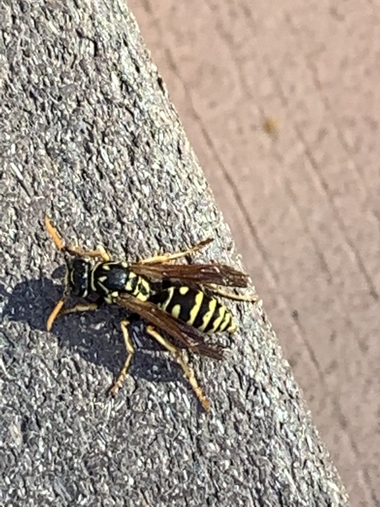 European Paper Wasp in October 2021 by toddvolkening · iNaturalist