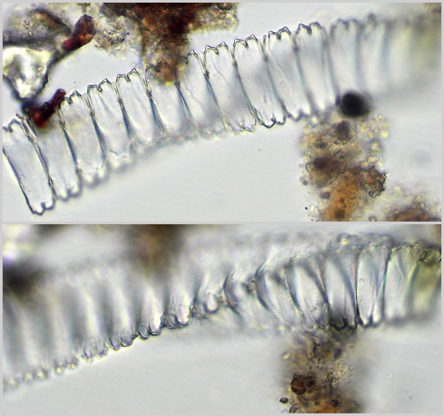 Desmidium C.Agardh ex Ralfs, 1848