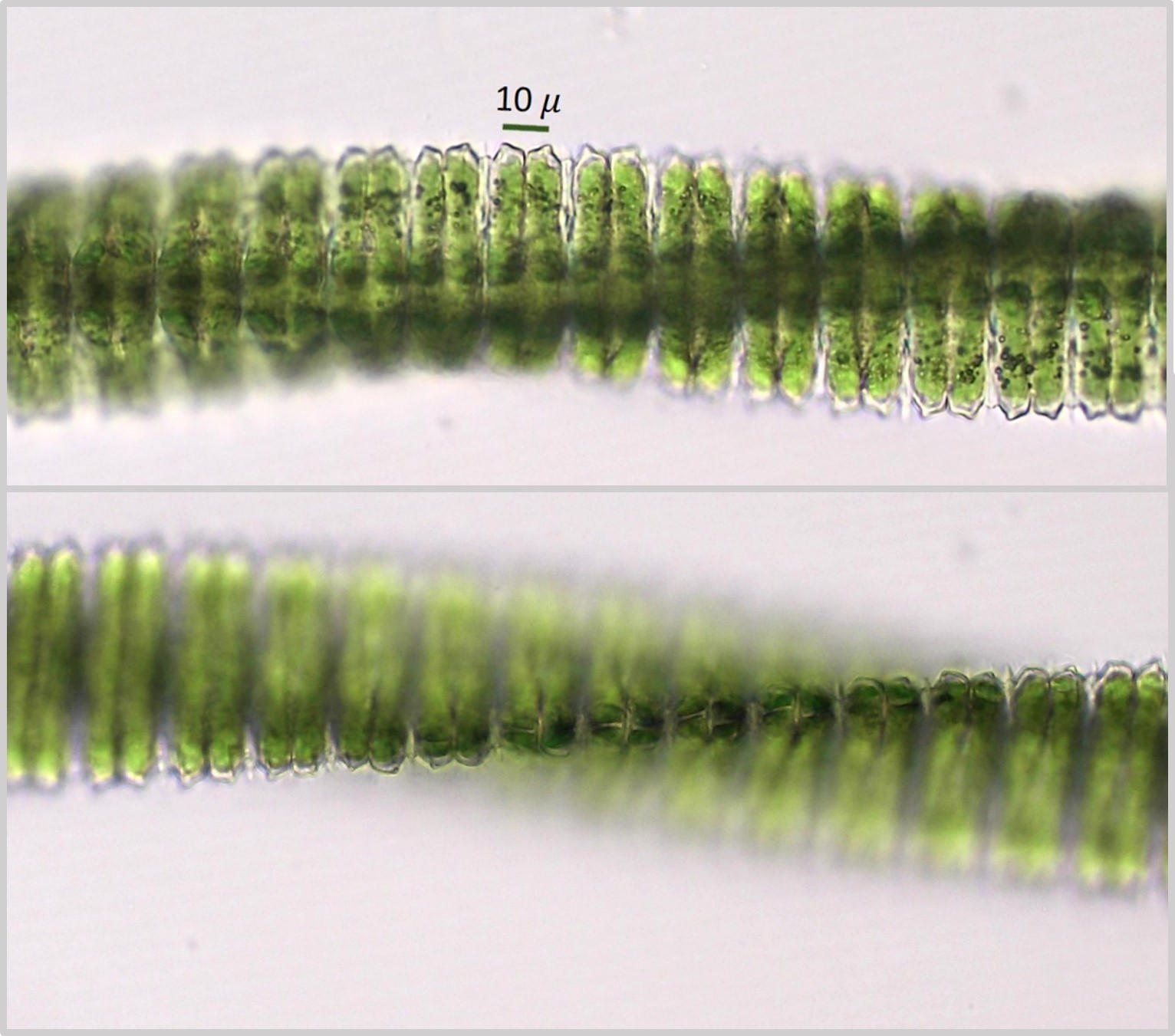 Desmidium C.Agardh ex Ralfs, 1848