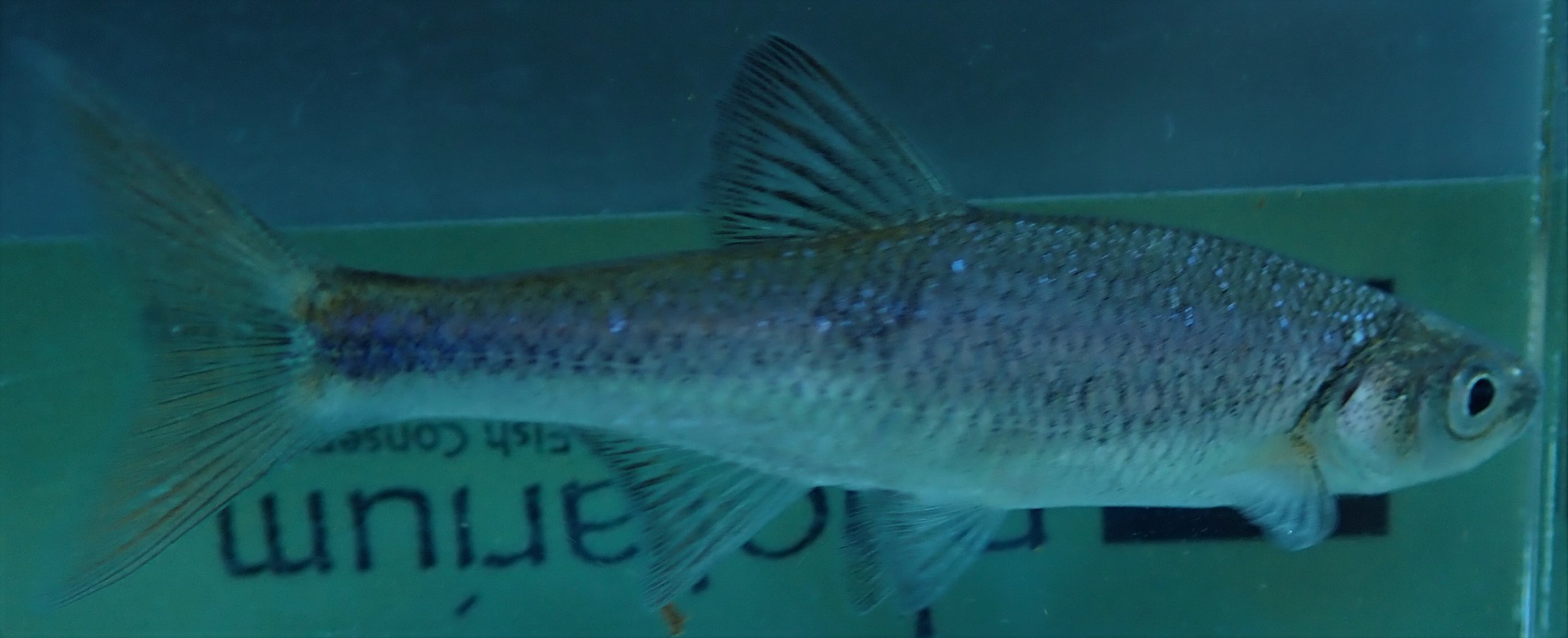 Lythrurus bellus (Hay, 1881)