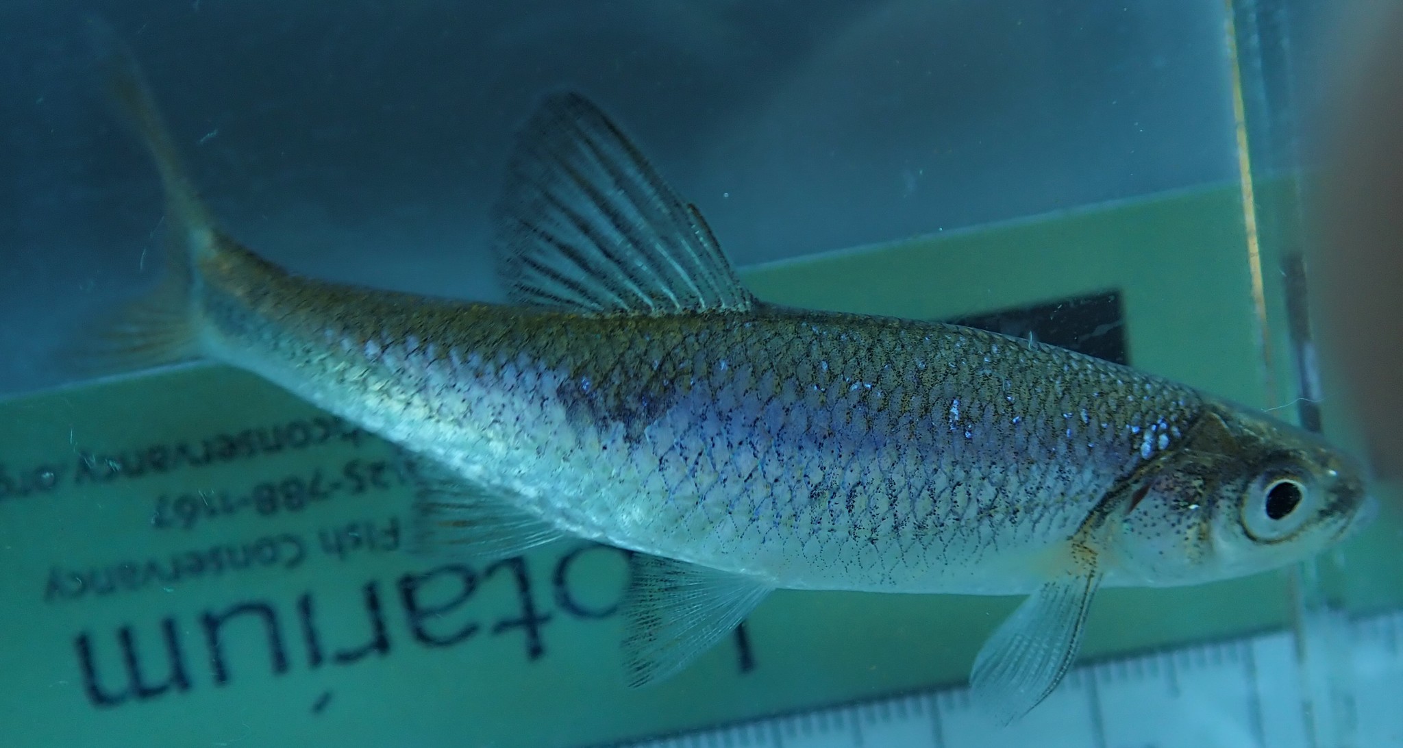 Lythrurus bellus (Hay, 1881)