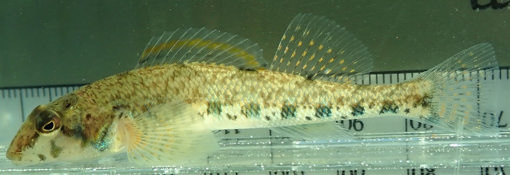 Blueside Darter from Jackson County, AL, USA on October 18, 2021 at 12: ...