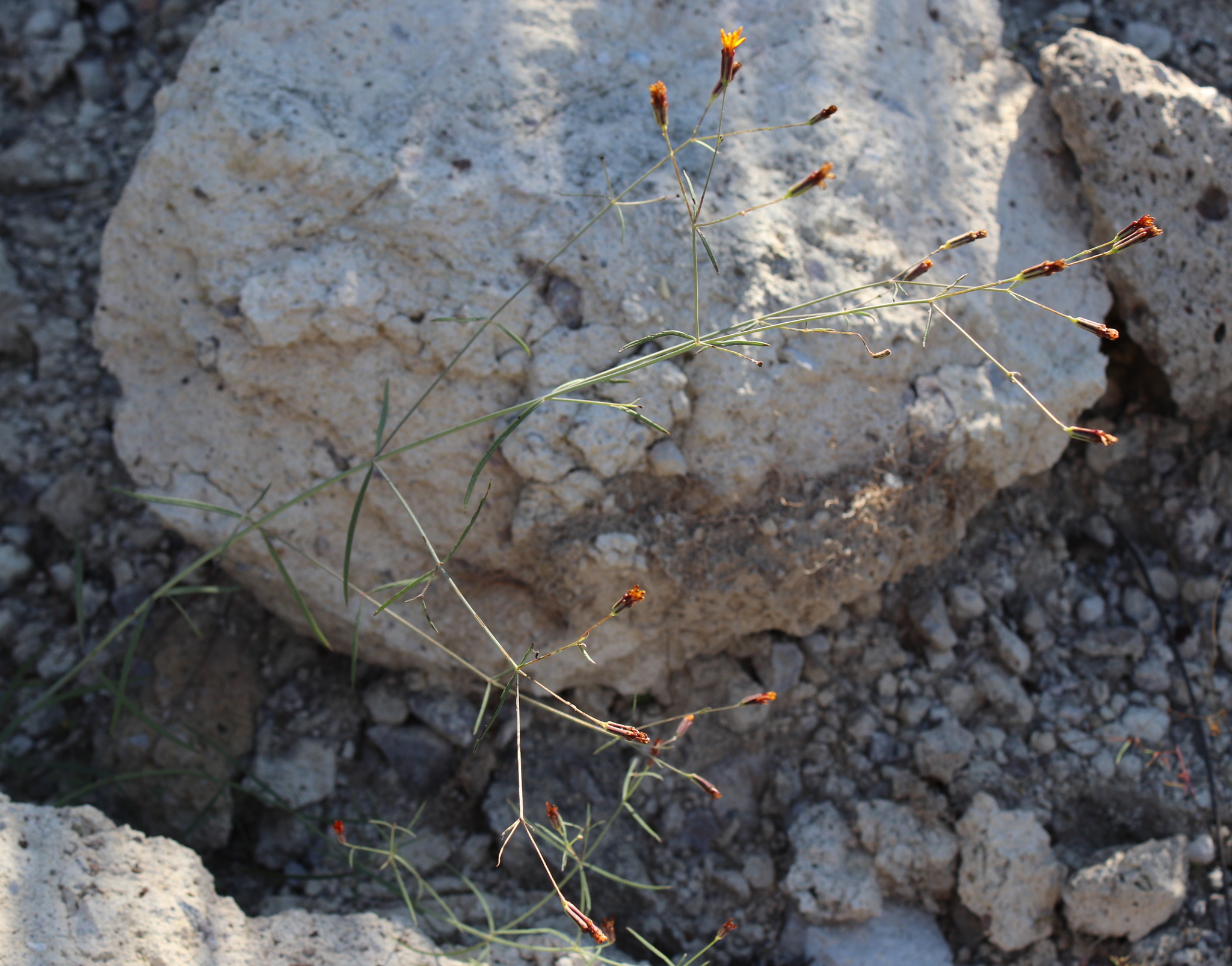 Pectis imberbis A.Gray