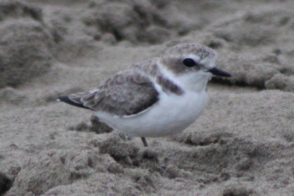Snowy Plover from Oregon, US on October 24, 2021 at 08:17 AM by Sean ...