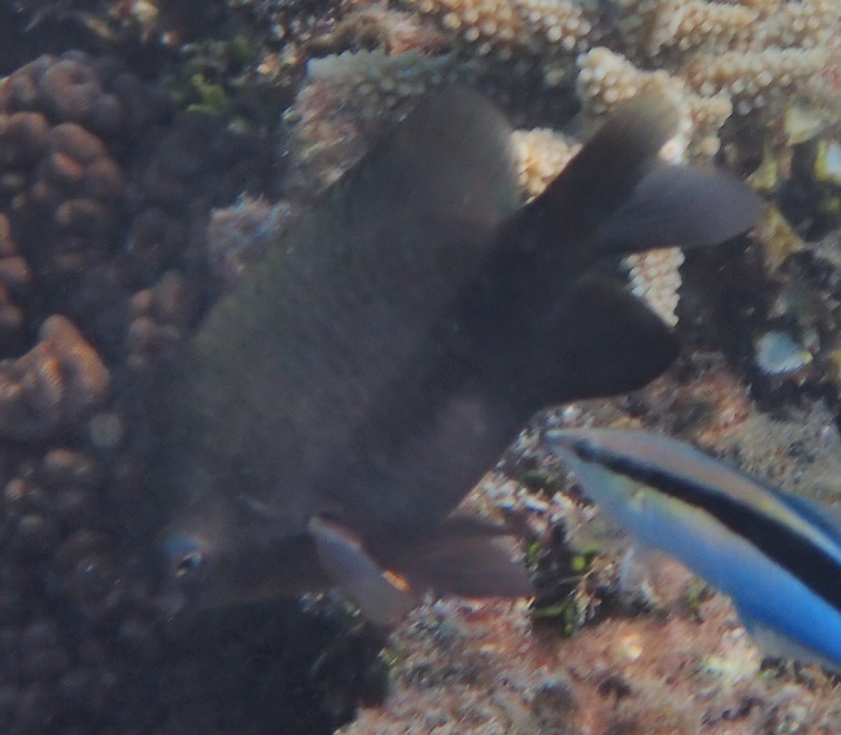 Pacific Gregory from Cairns, QLD, Australia on August 1, 2021 at 03:33 ...