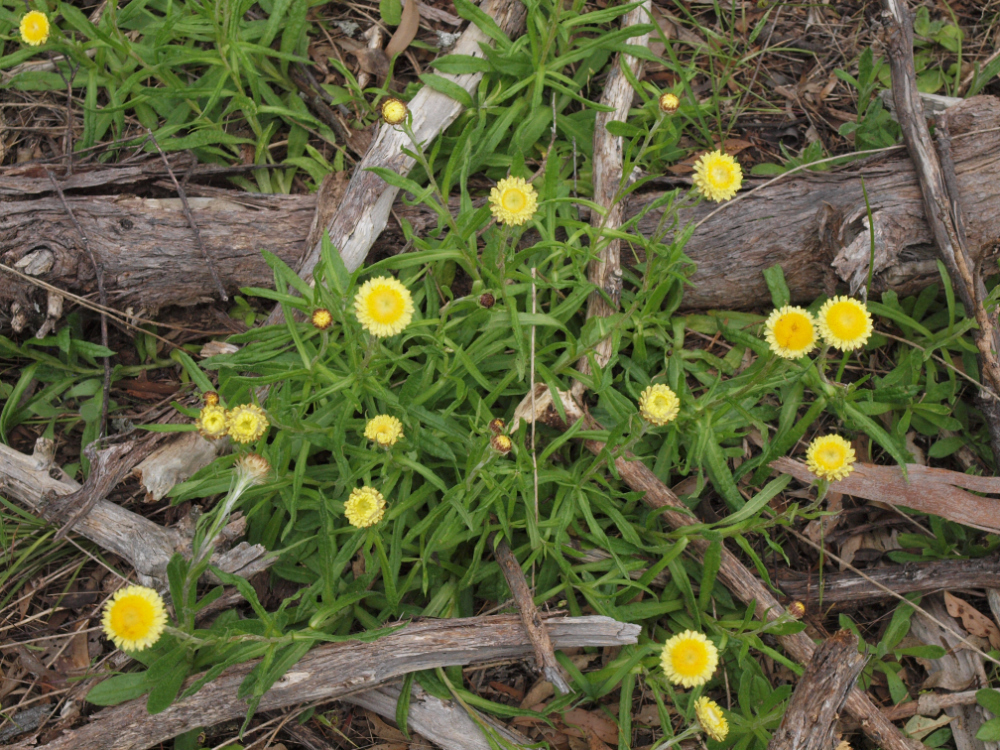 button everlasting from Chewton VIC 3451, Australia on October 22, 2021 ...