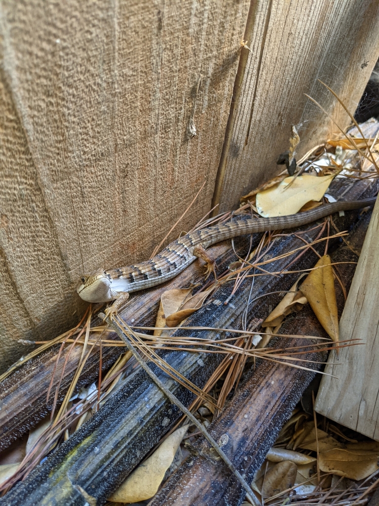 Southern Alligator Lizard in October 2021 by Kellie Uyeda · iNaturalist