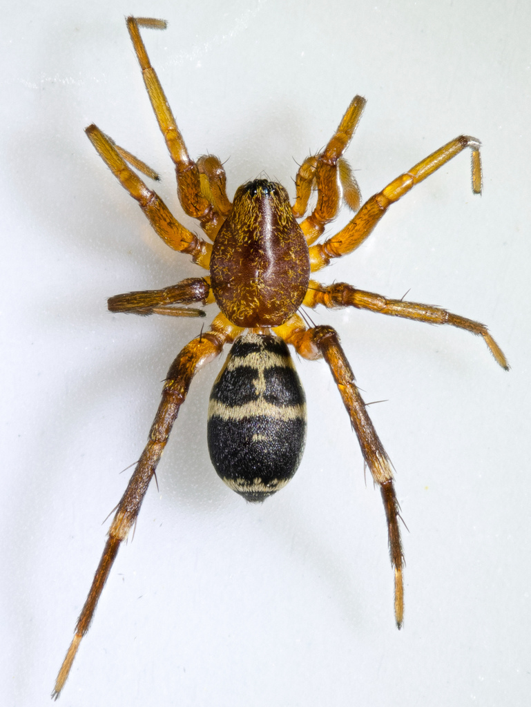 Castianeira thalia (Invertebrates of Foothills Nature Preserve ...