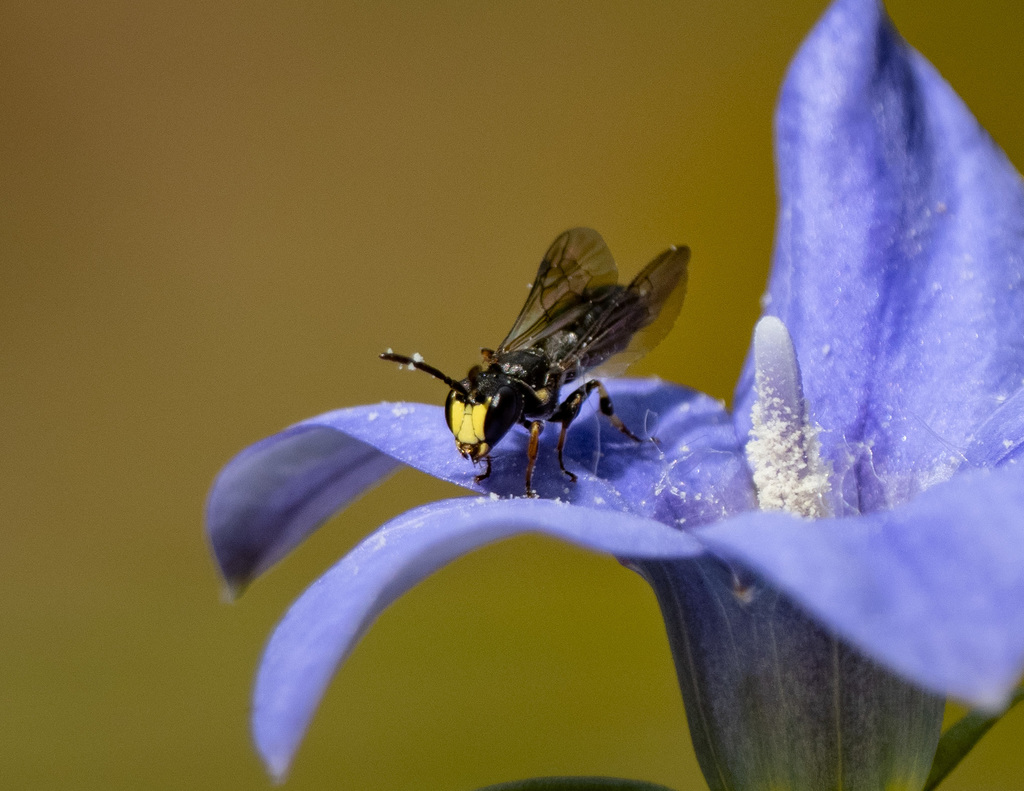 Square-headed Masked Bee from Wonboyn NSW 2551, Australia on October 28 ...