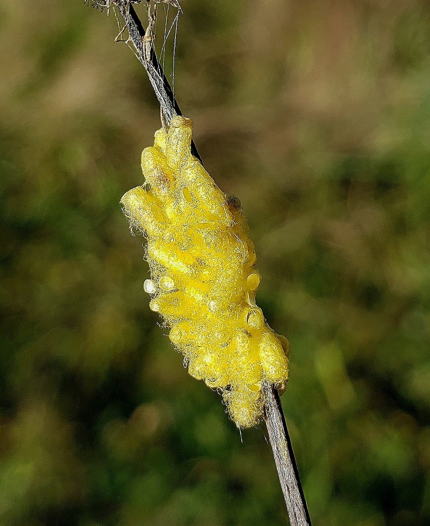 Cabbage White Parasitoid Wasp from Oneida Township, PA, USA on October ...