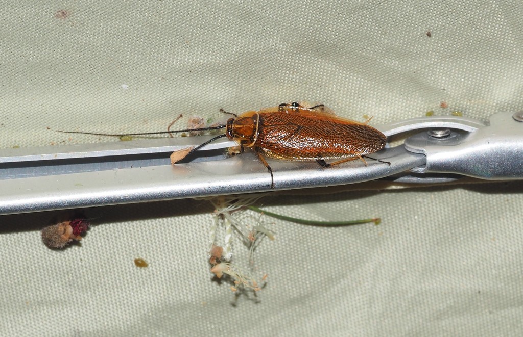 bush cockroach from 18 Winters Way Doncaster 3108.Vic. Australia on ...