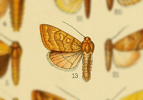 Enargia staudingeri · iNaturalist