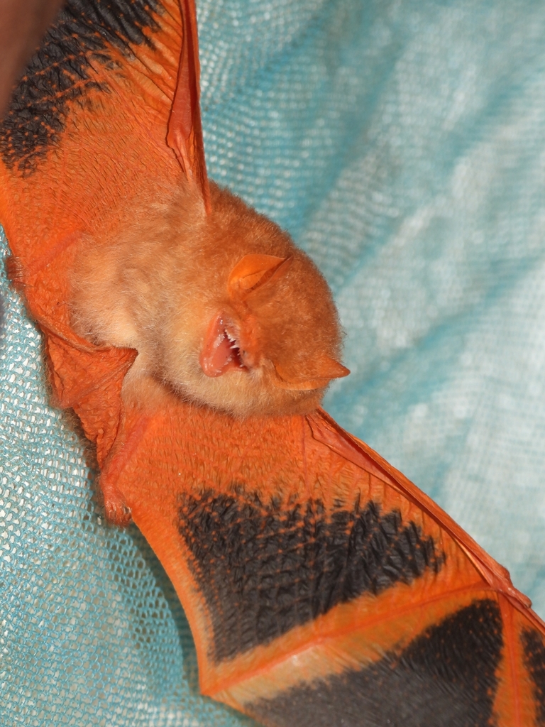 Painted Bat (Kerivoula picta) - Know Your Mammals