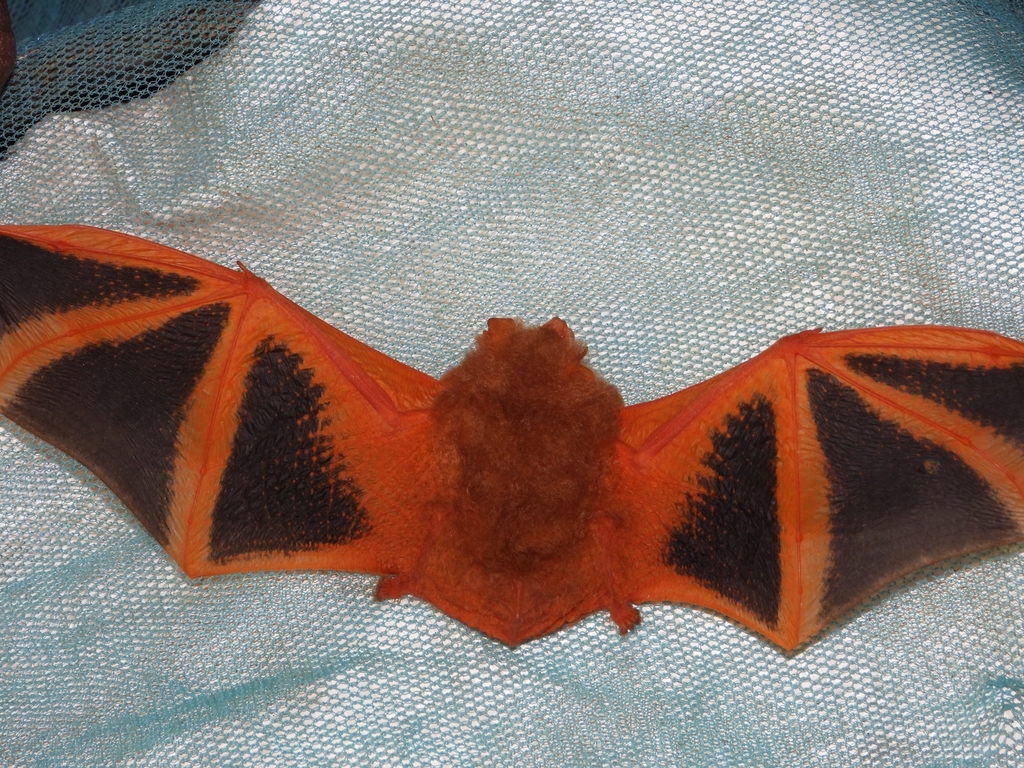 Painted Bat (Kerivoula picta) - Know Your Mammals