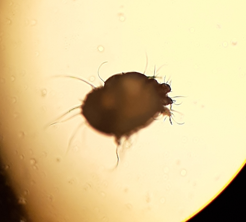 Scabies Mite from Nova 1, 40620 Jyväskylä, Suomi on October 18, 2021 at ...