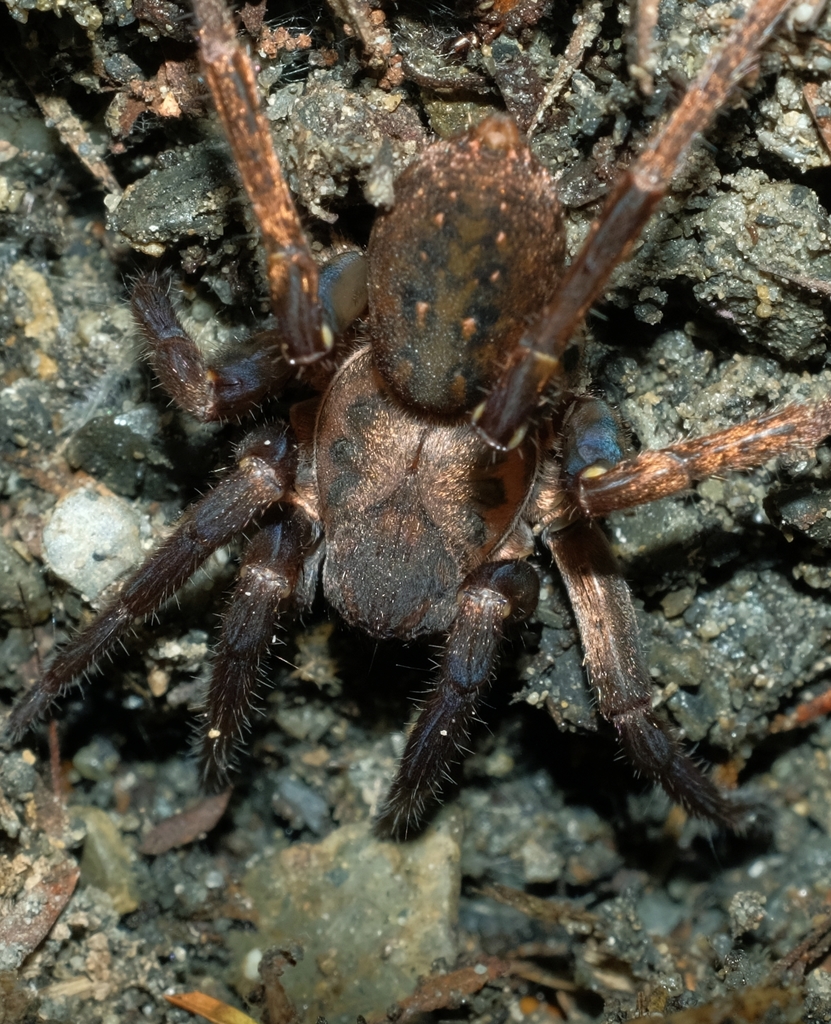 Vagrant Spiders from Ocean Beach, New Zealand on October 25, 2021 at 11 ...