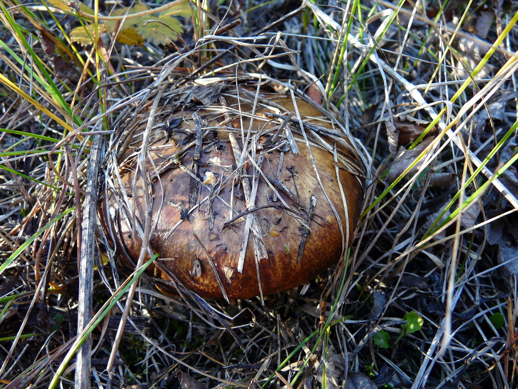 Slippery Jacks from г. Красноуфимск, Свердловская обл., Россия on ...