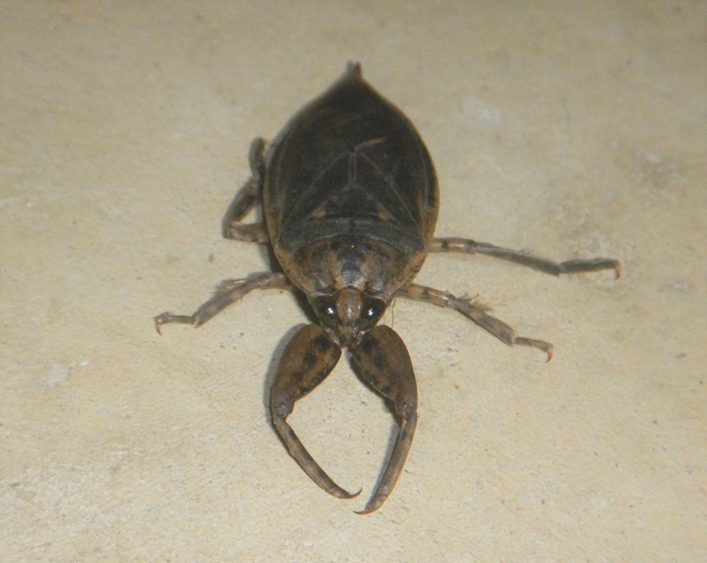 Australasian Giant Water Bug from Cooroy QLD 4563, Australia on October ...