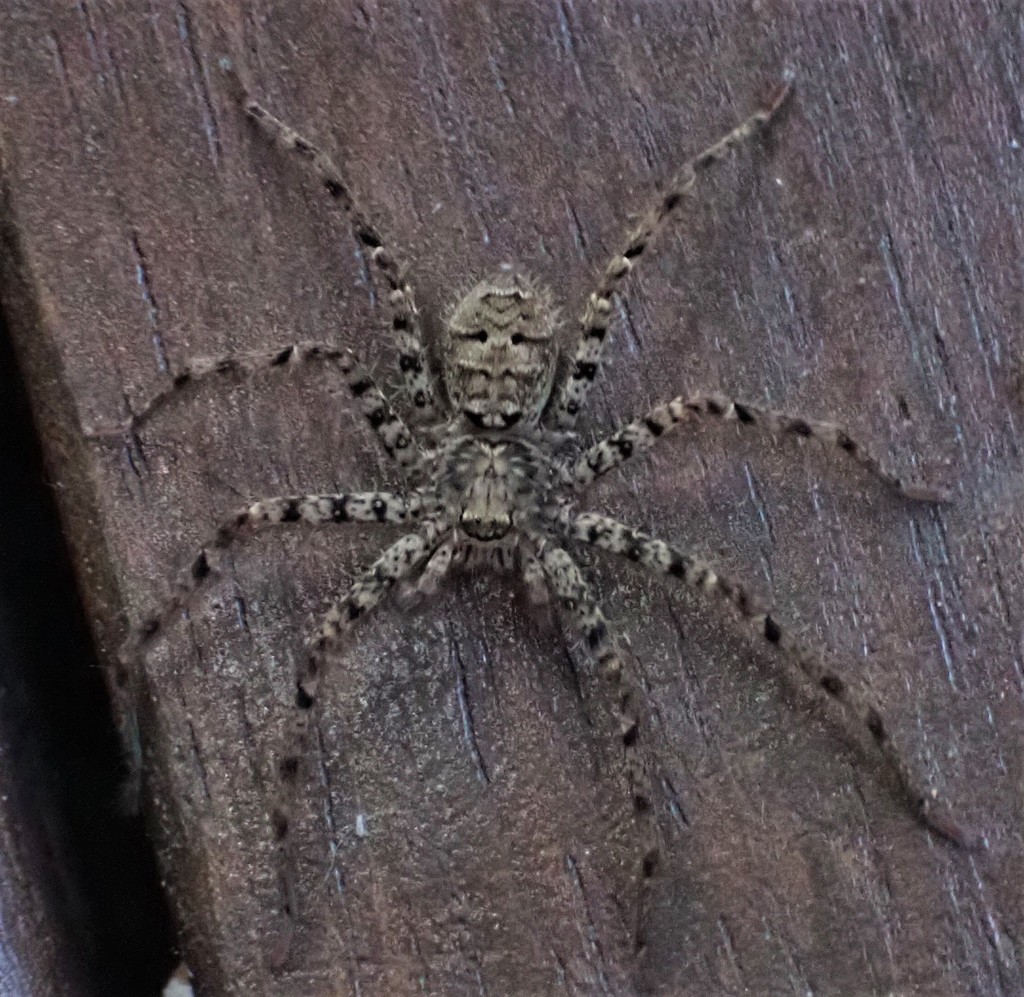 Giant Huntsman Spiders from Maleny QLD 4552, Australia on October 23 ...
