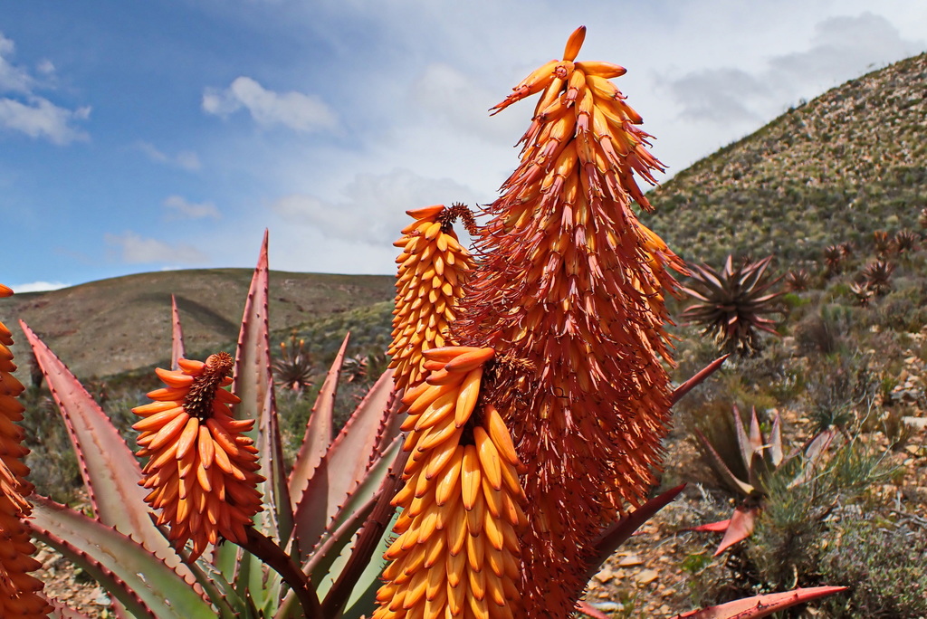 Cape Aloe from Gamkaberg Nature Reserve, Little Karoo, Southern Cape ...