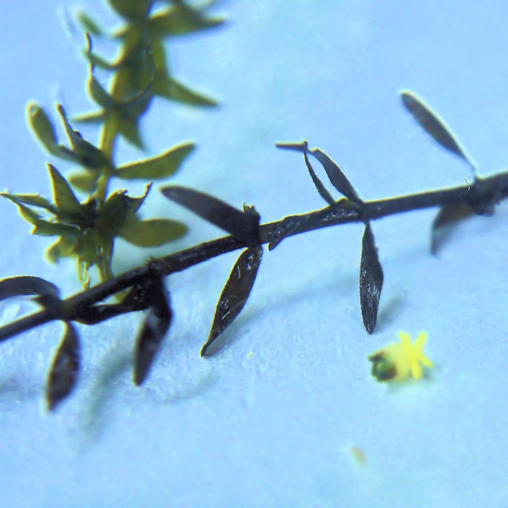 Nuttall's Waterweed (ADIRONDACK RESEARCH GUIDEBOOK) · iNaturalist