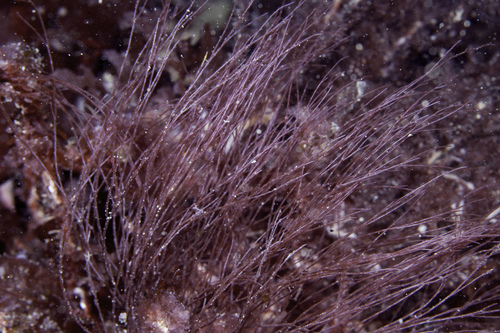 Griffithsia flosculosa · iNaturalist United Kingdom