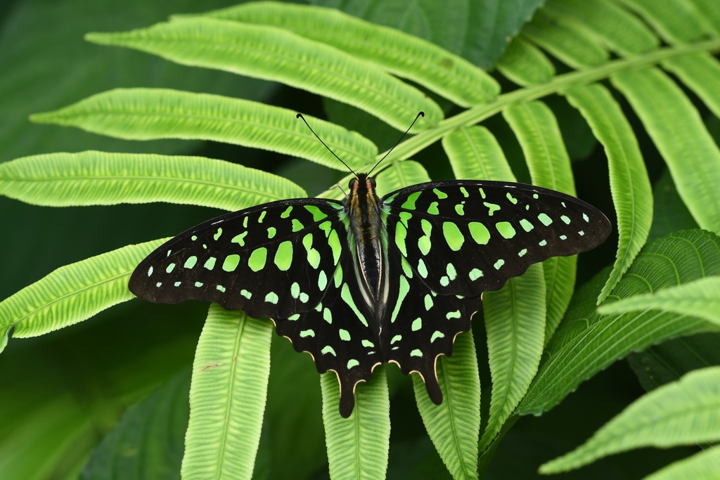 Graphium agamemnon (Tenerife Lepidoptera) · iNaturalist