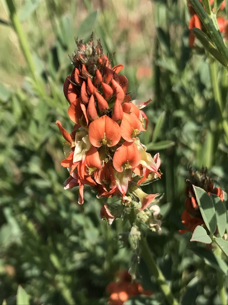 (Indigastrum burkeanum) - Botanical Realm