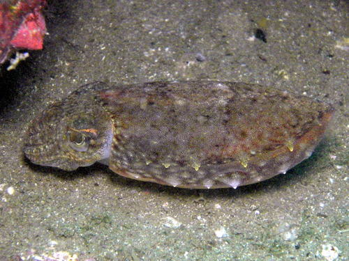 Japanese Coastal Cuttlefish (Doratosepion erostratum) · iNaturalist ...