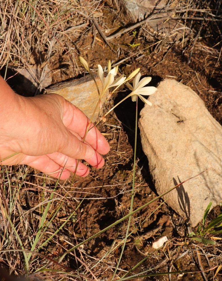 Tritonia bakeri subsp. bakeri