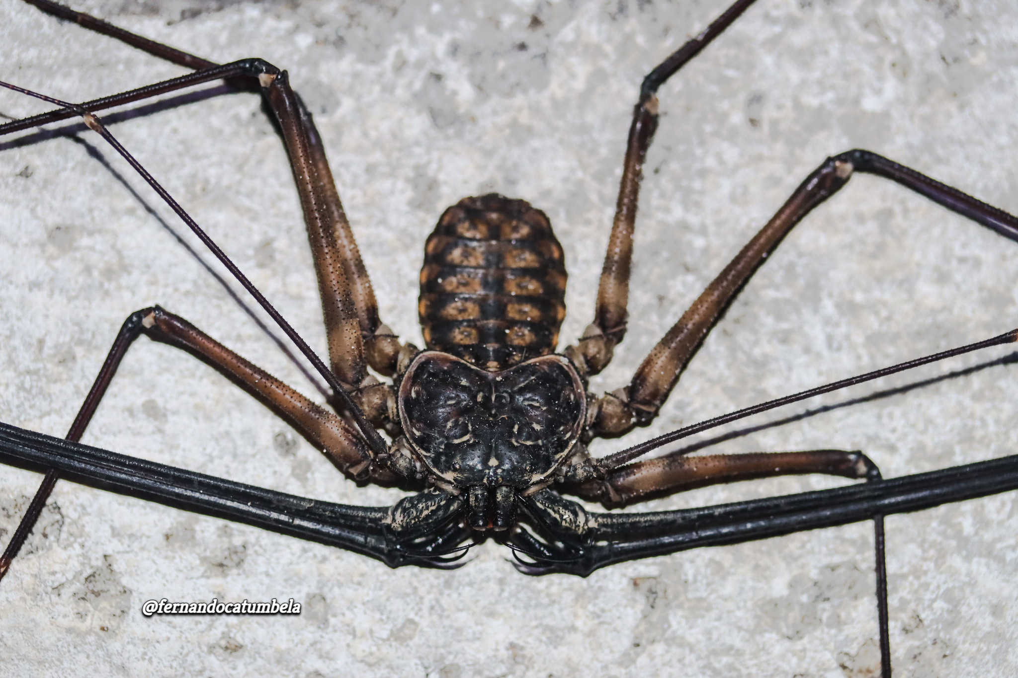 Trichodamon princeps Mello-Leitão, 1935