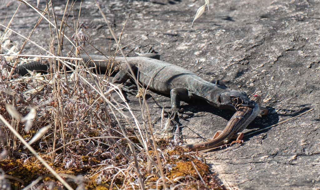 Black-headed Monitor from Gidgegannup WA 6083, Australia on November 16 ...