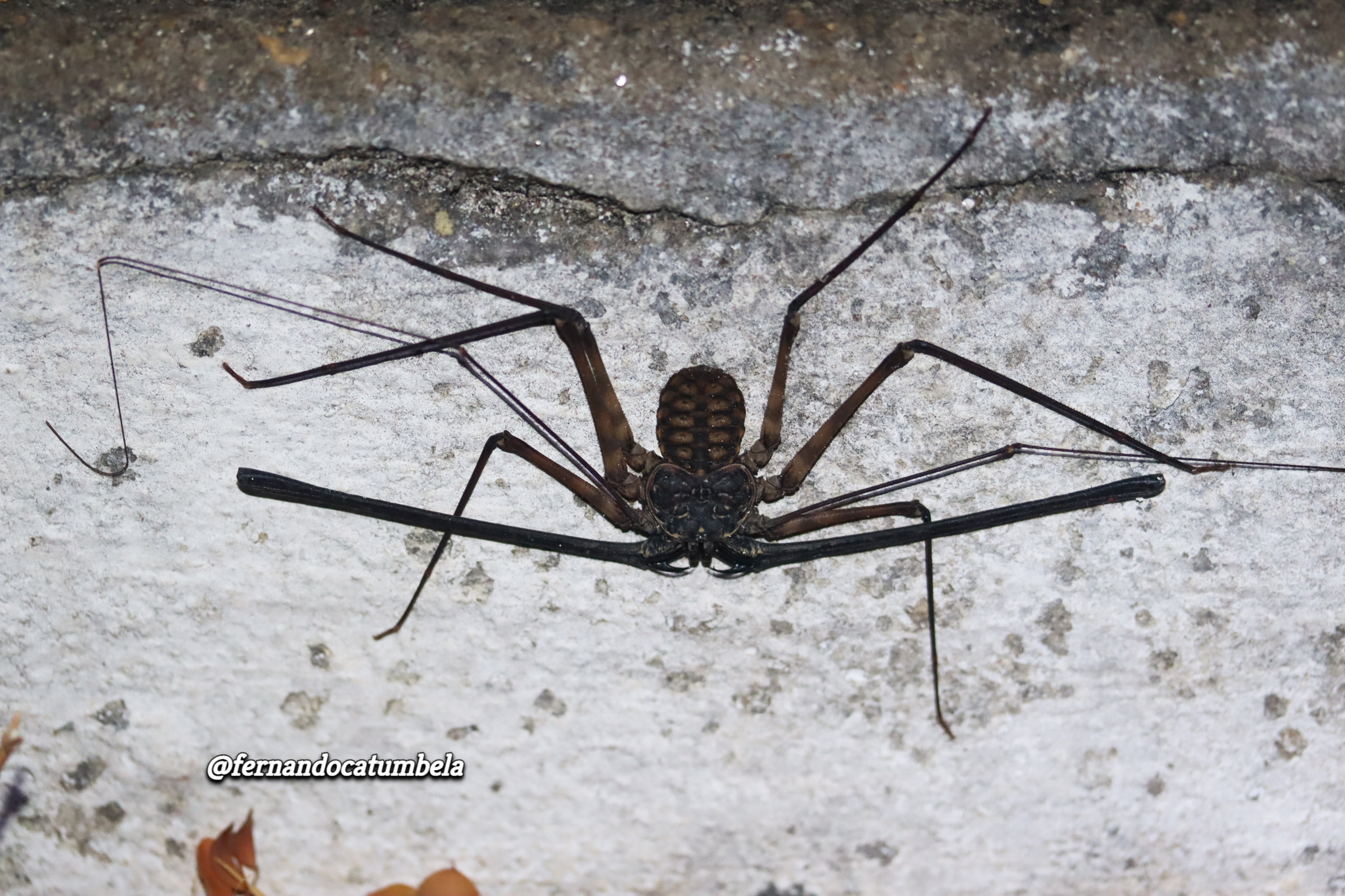 Trichodamon princeps Mello-Leitão, 1935